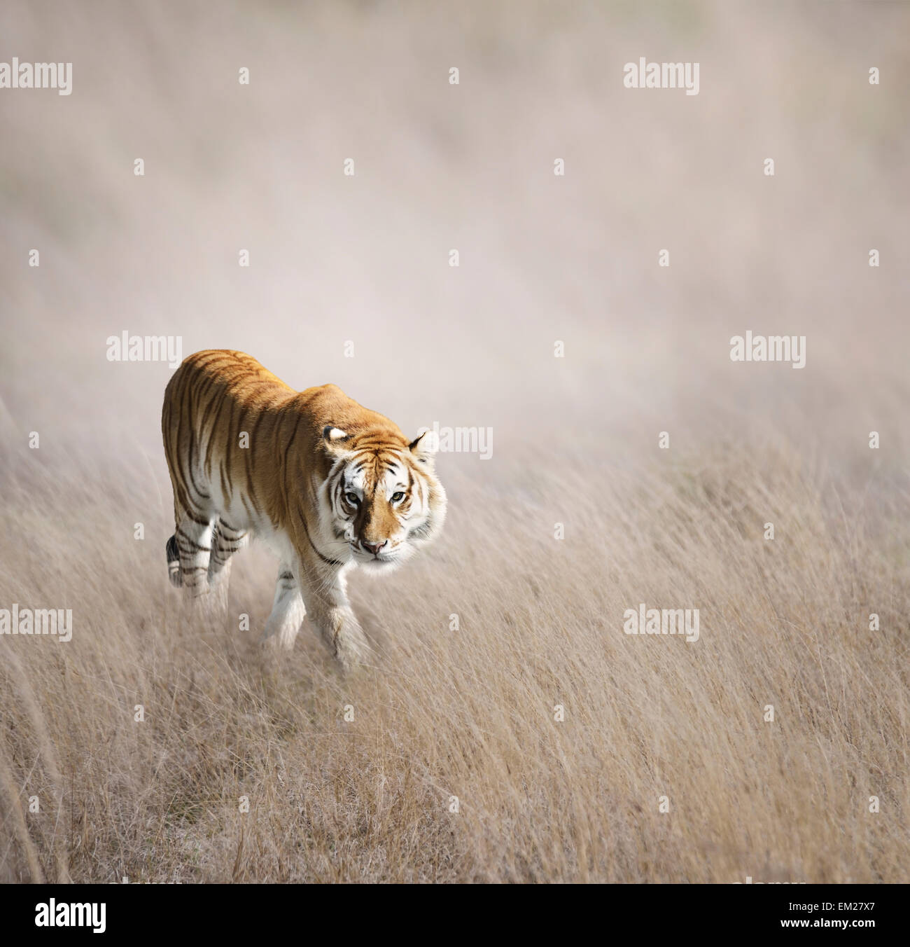Tiger Walking In The Grass Stock Photo - Alamy