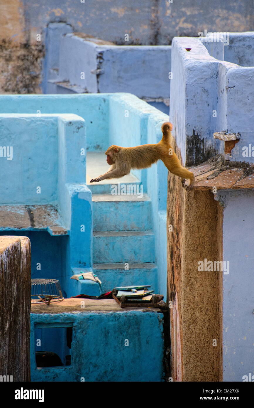 Macaque jumping the rooftops of Bundi Stock Photo - Alamy