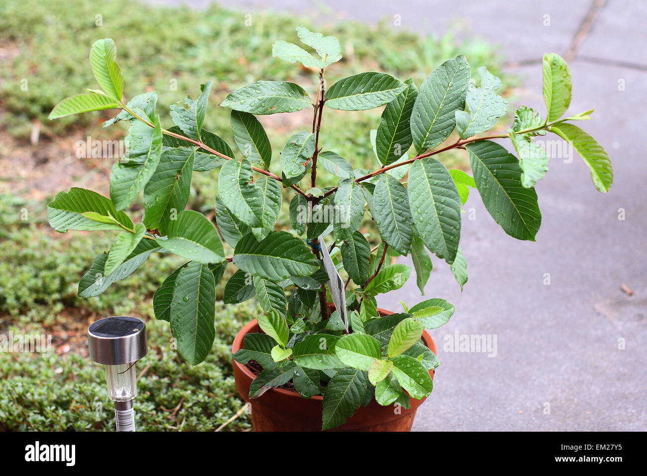 Guava Plant High Resolution Stock Photography and Images - Alamy