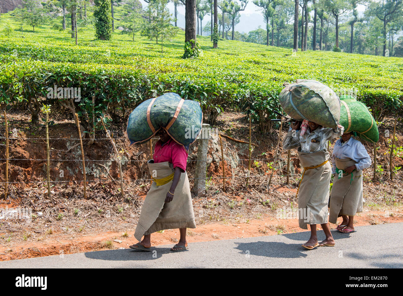 Tea pickers carrying bags of tea on their heads in Munnar, Kerala India ...