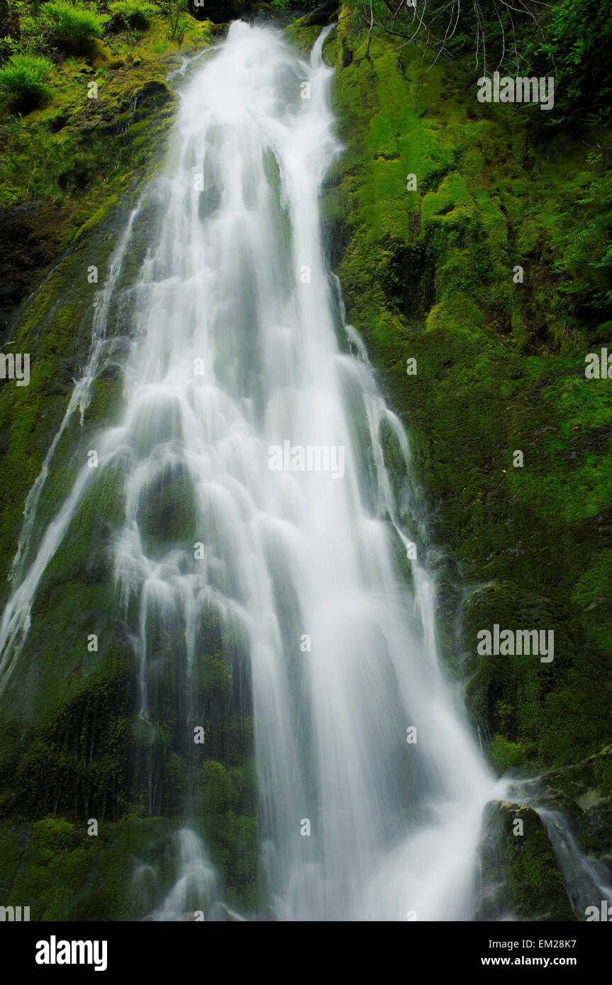 Beautiful pristine waterfall in the Olympic Rainforest, Washington ...