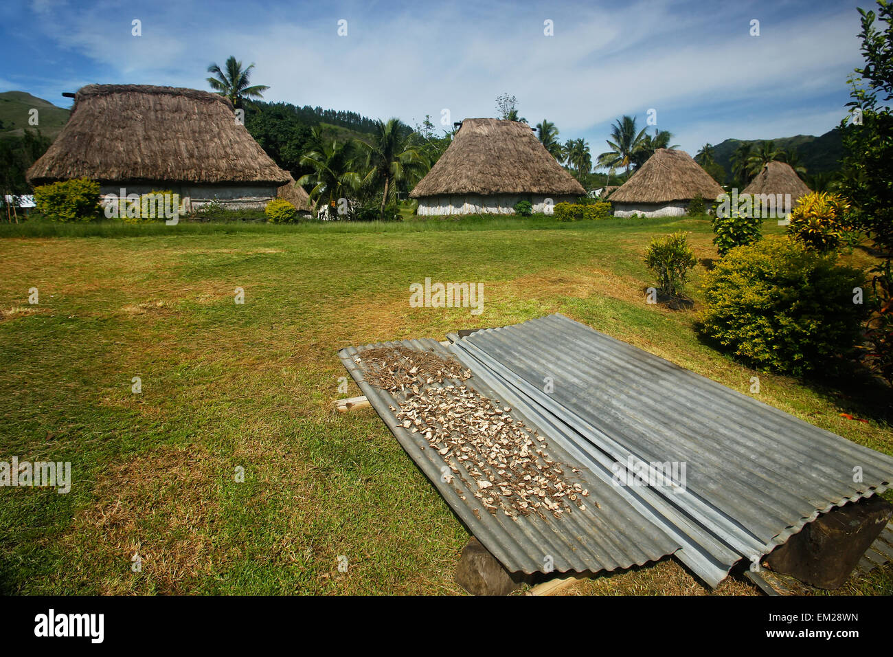 Kava root drying in Navala village, Viti Levu island, Fiji Stock Photo ...