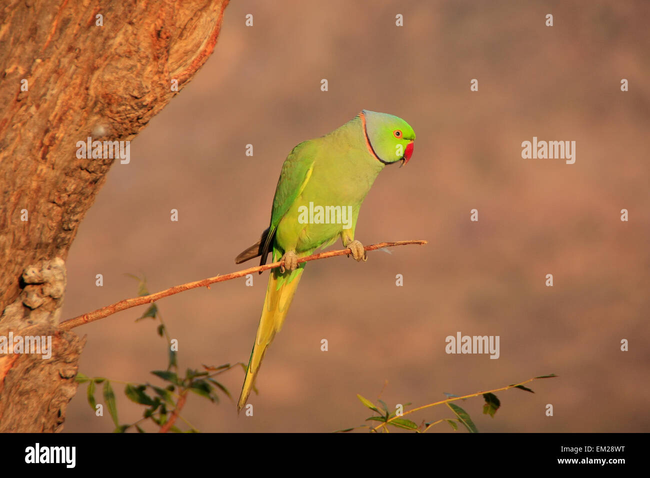 Indian Rose-ringed Parakeet (Psittacula krameri) sitting on a tree ...