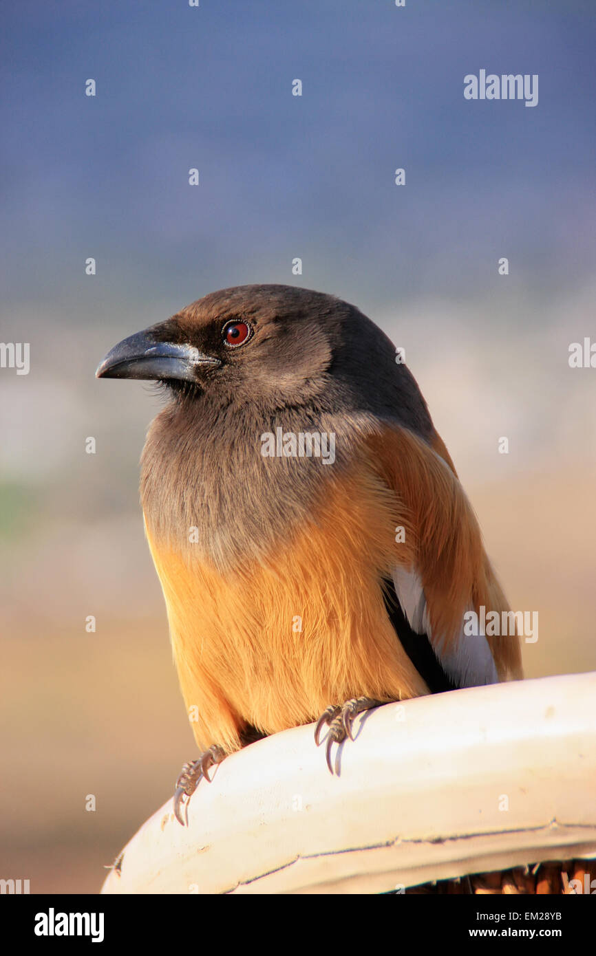 Rufous Treepie (Dendrocitta vagabunda), Pushkar, Rajasthan, India Stock ...