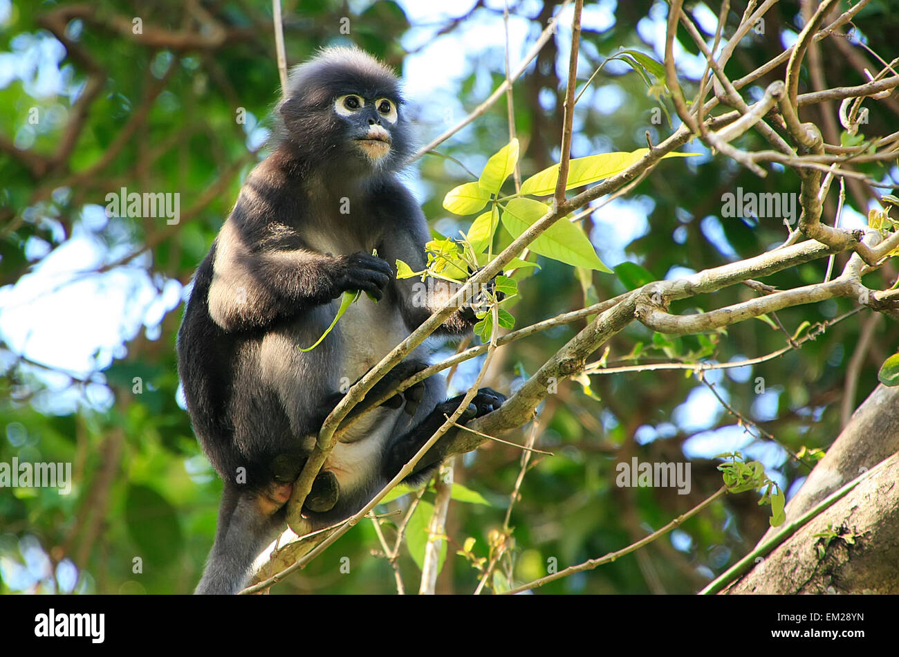 Spectacled langur sitting in a tree, Wua Talap island, Ang Thong ...