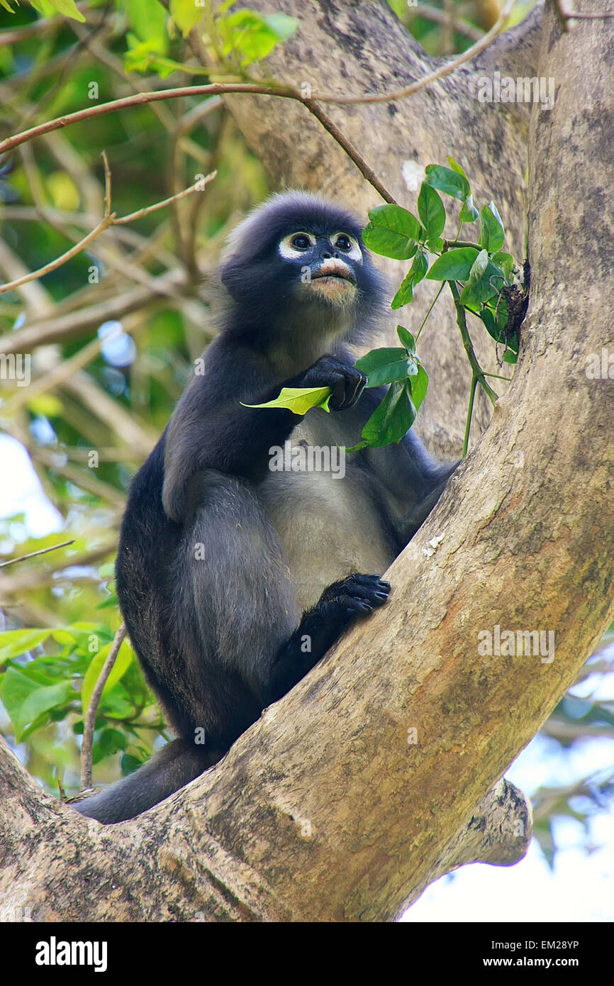 Wua talab island, ang thong hi-res stock photography and images - Alamy