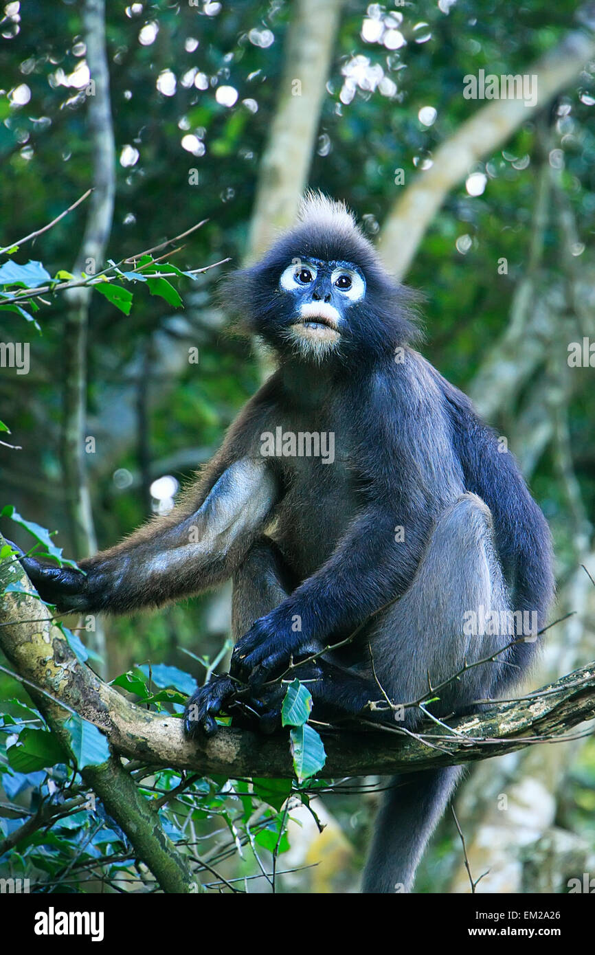 Dusky langur spectacled leaf hi-res stock photography and images - Alamy