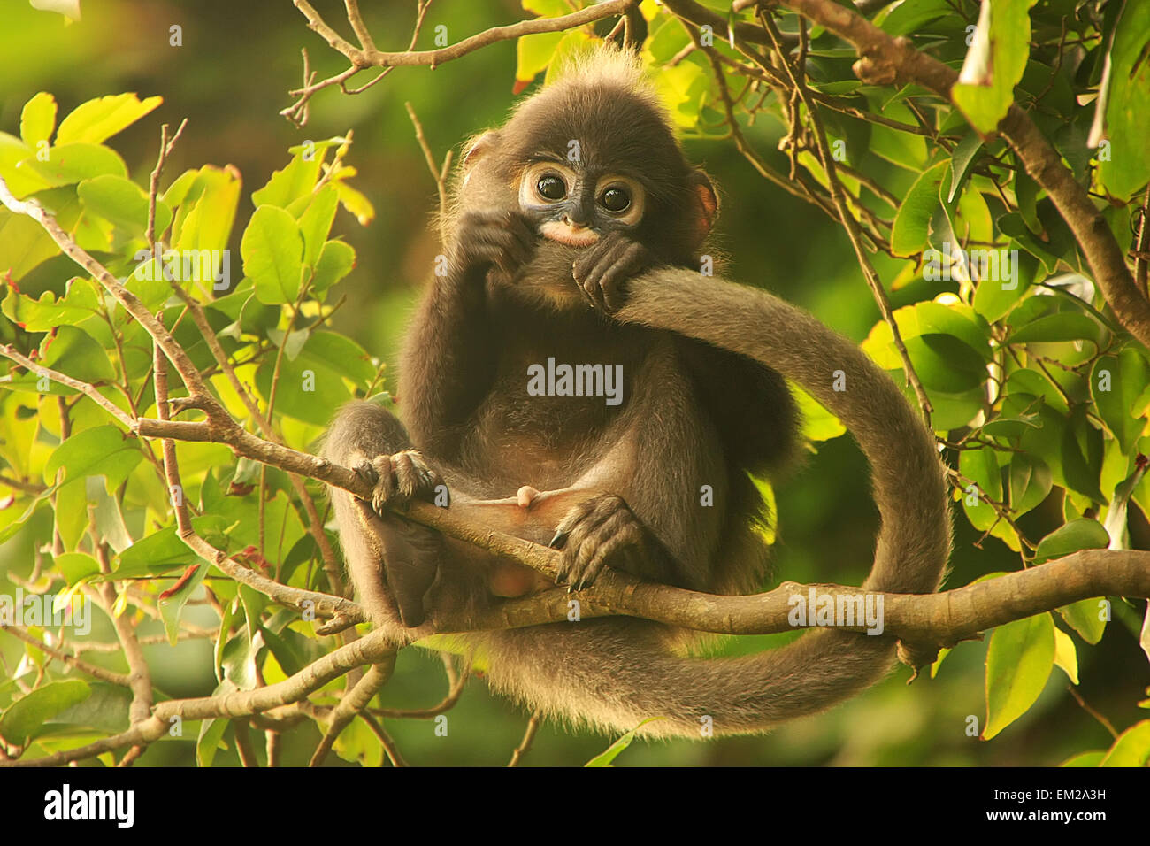Young Spectacled langur sitting in a tree, Wua Talap island, Ang Thong ...