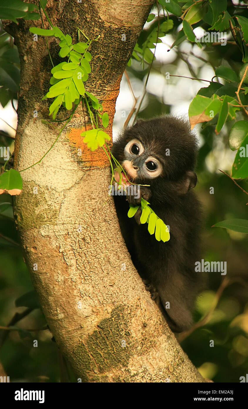 Young Spectacled langur sitting in a tree, Wua Talap island, Ang Thong ...