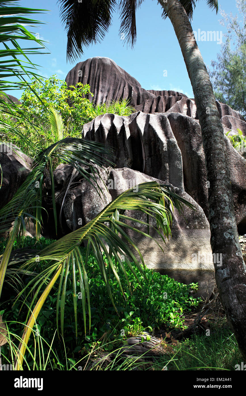 Enormous black granite rocks in the thickets of tropical vegetation ...