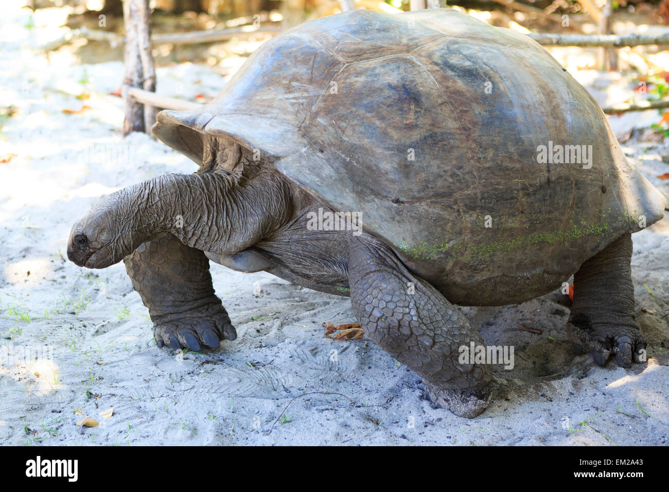 Aldabra giant tortoise in island Curieuse Stock Photo - Alamy