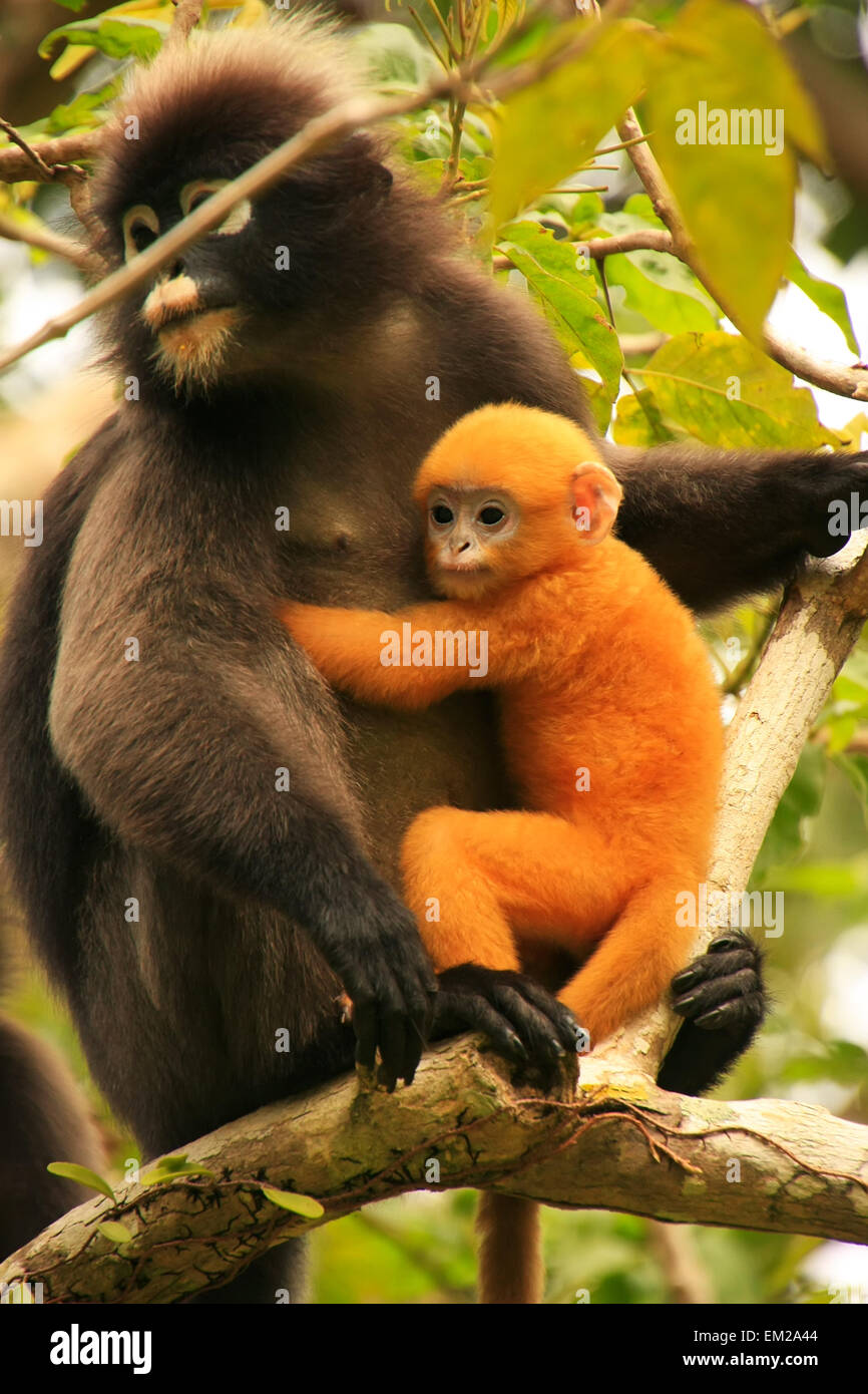 Wua talab island, ang thong hi-res stock photography and images - Alamy