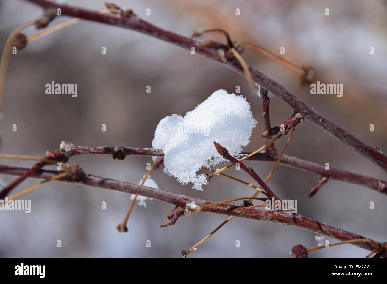 Snow on twigs in sunny weather Stock Photo - Alamy