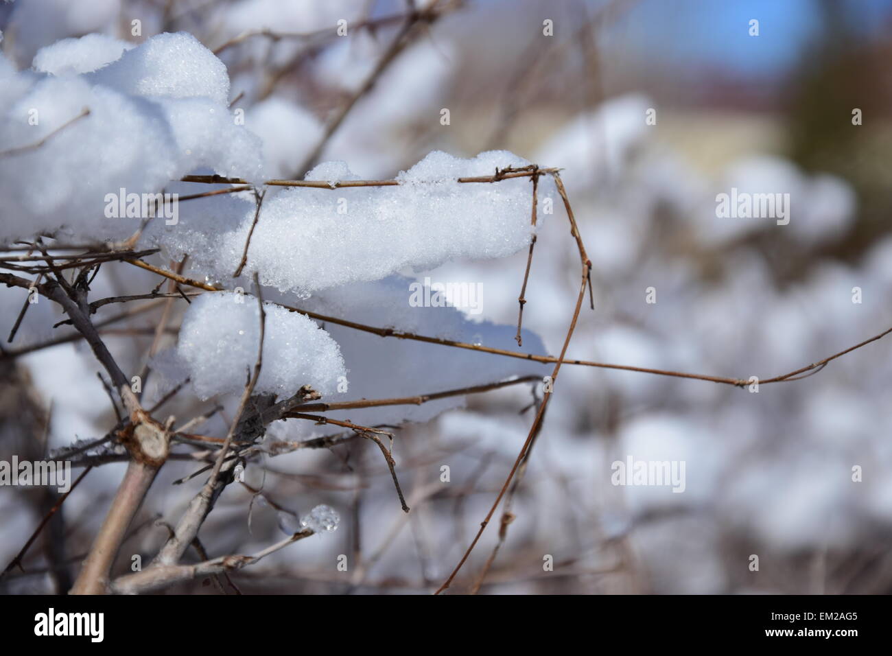 Snow on twigs in sunny weather Stock Photo - Alamy