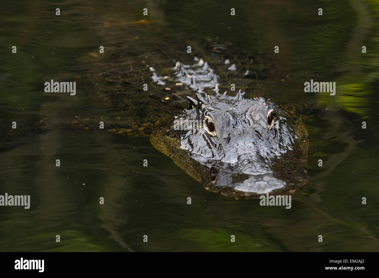 American alligator (Alligator mississippiensis) in Everglades National ...