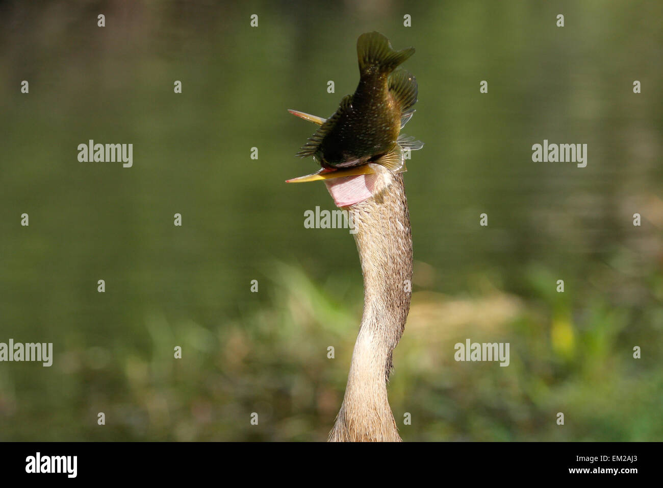 Anhinga (Anhinga anhinga) eating fish Stock Photo - Alamy