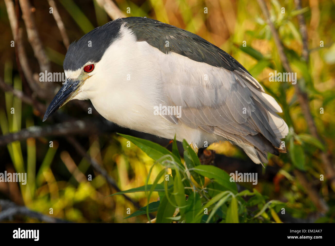 Black-crowned night heron (Nycticorax nycticorax Stock Photo - Alamy