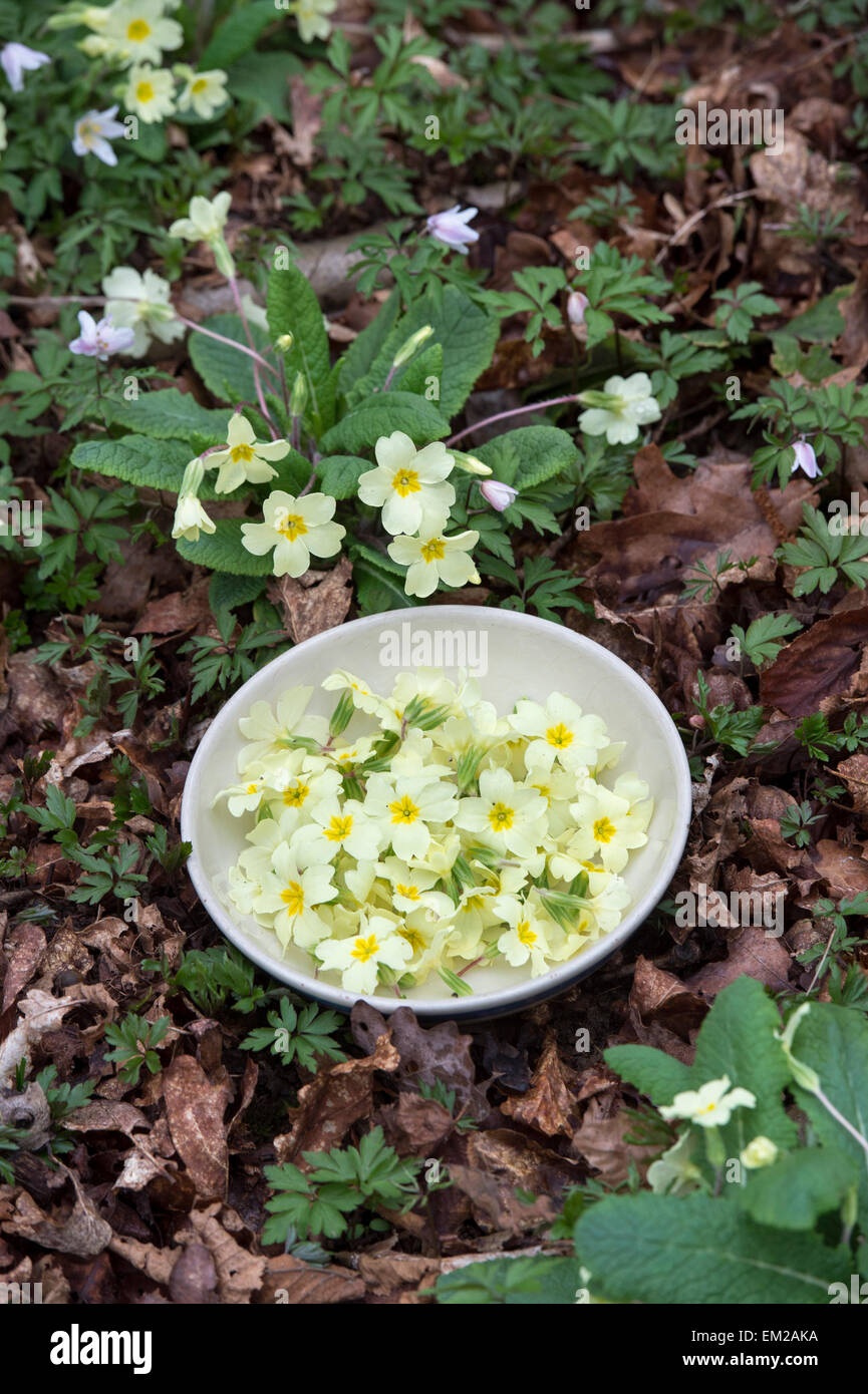 Woodland Primrose High Resolution Stock Photography and Images - Alamy