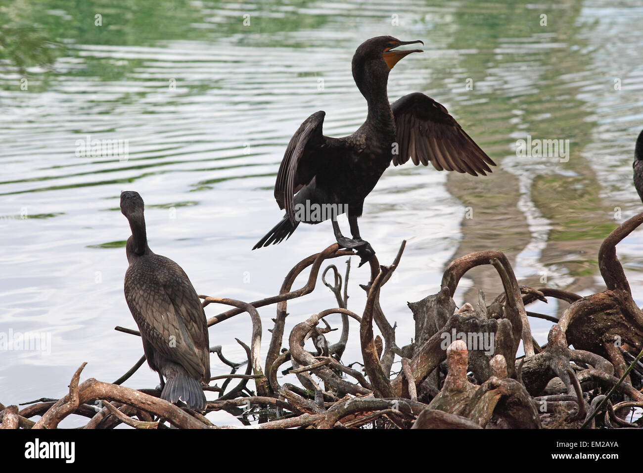 Cormorant with wings spread hi-res stock photography and images - Alamy