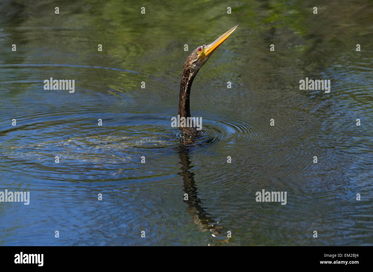 Anhinga (Anhinga anhinga) swimming Stock Photo - Alamy
