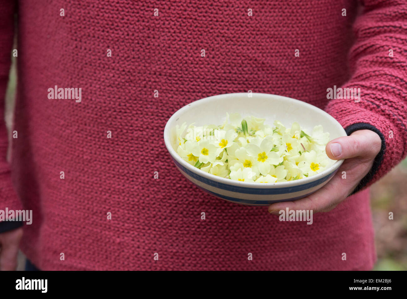 Edible Wild Food Flora Head High Resolution Stock Photography and ...