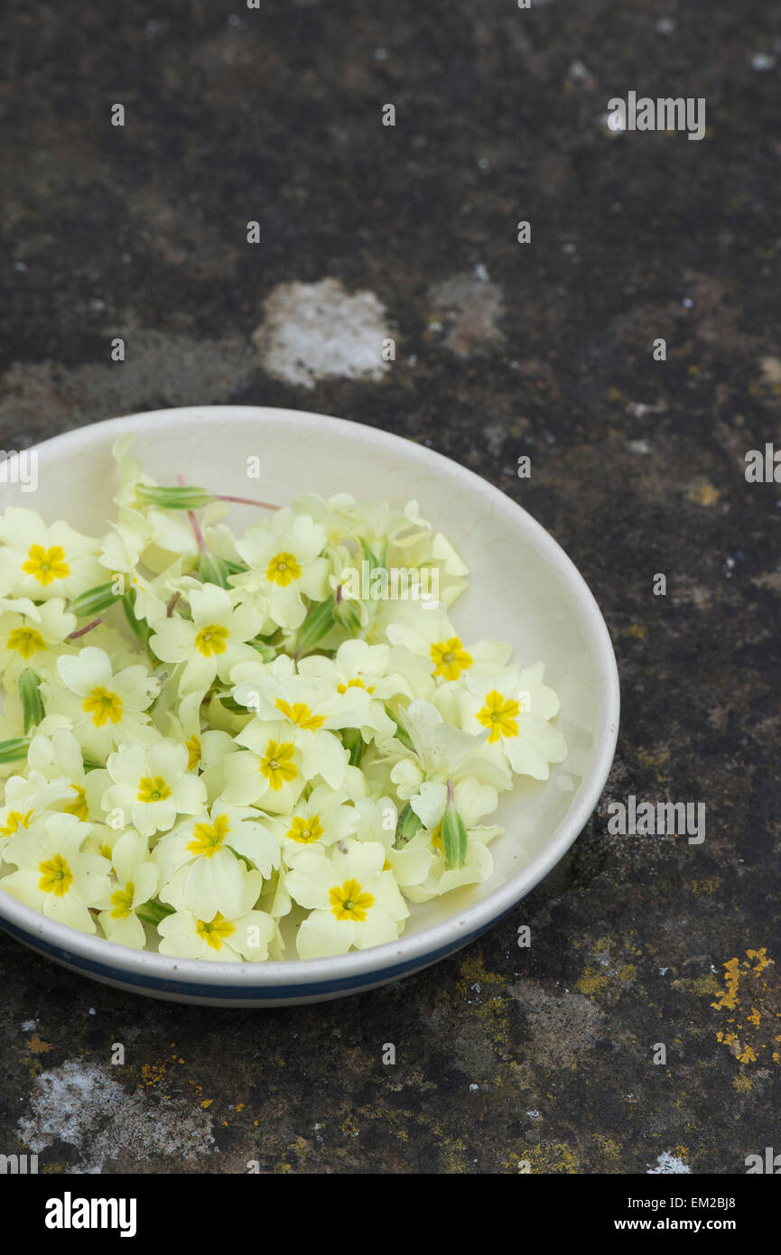 Primula vulgaris. Picked Wild Primrose flowers in a woodland garden to ...