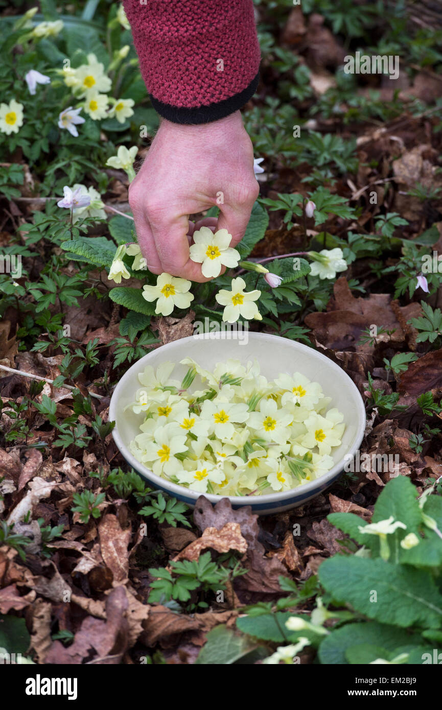 Primula vulgaris. Picking Wild Primrose flowers in a woodland garden to ...