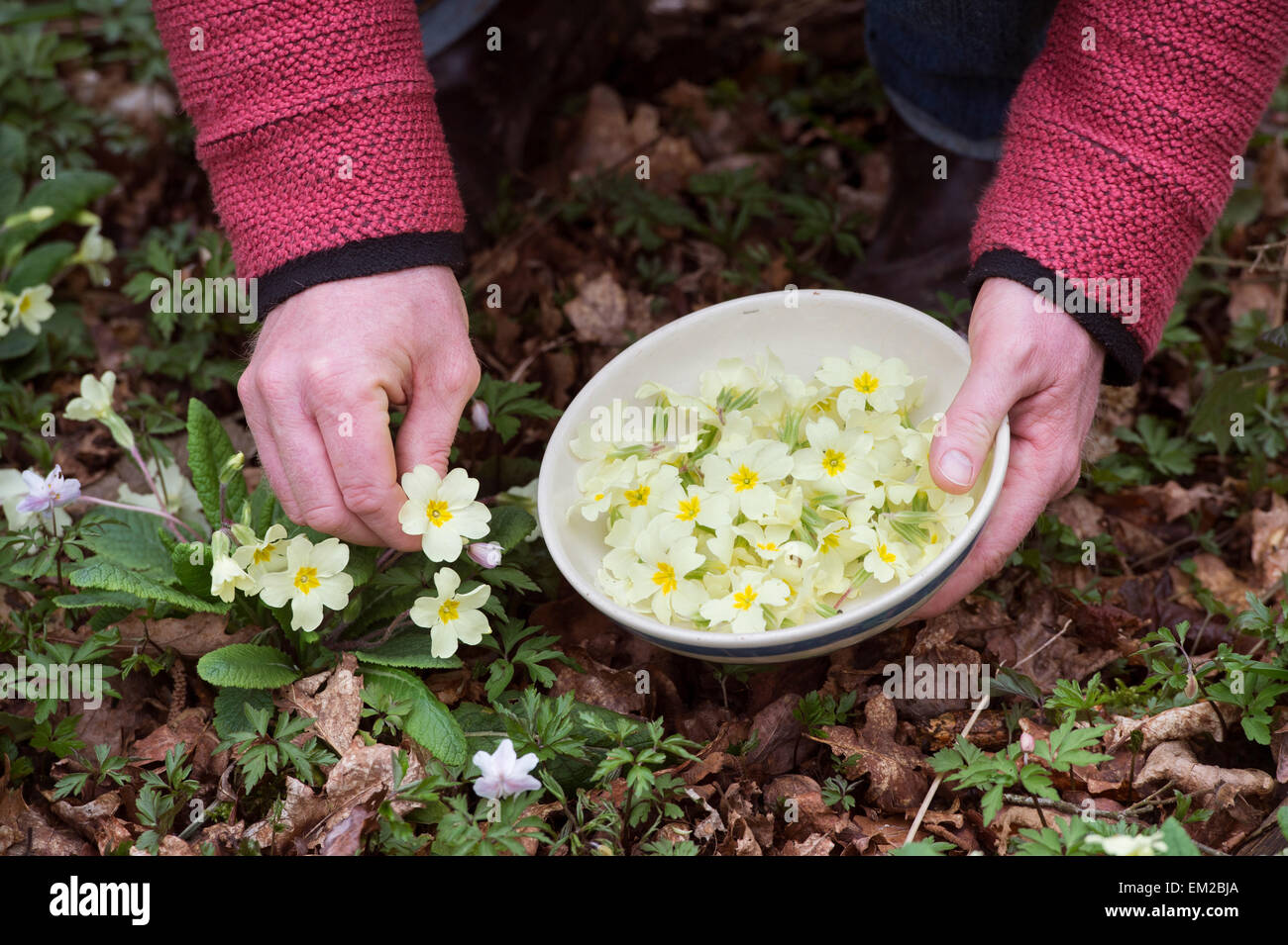 Primula vulgaris. Picking Wild Primrose flowers in a woodland garden to ...