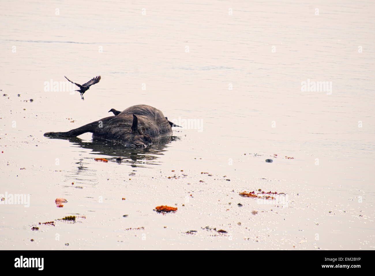 Crows landing on a floating Buffalo carcass in the Ganges Stock Photo ...