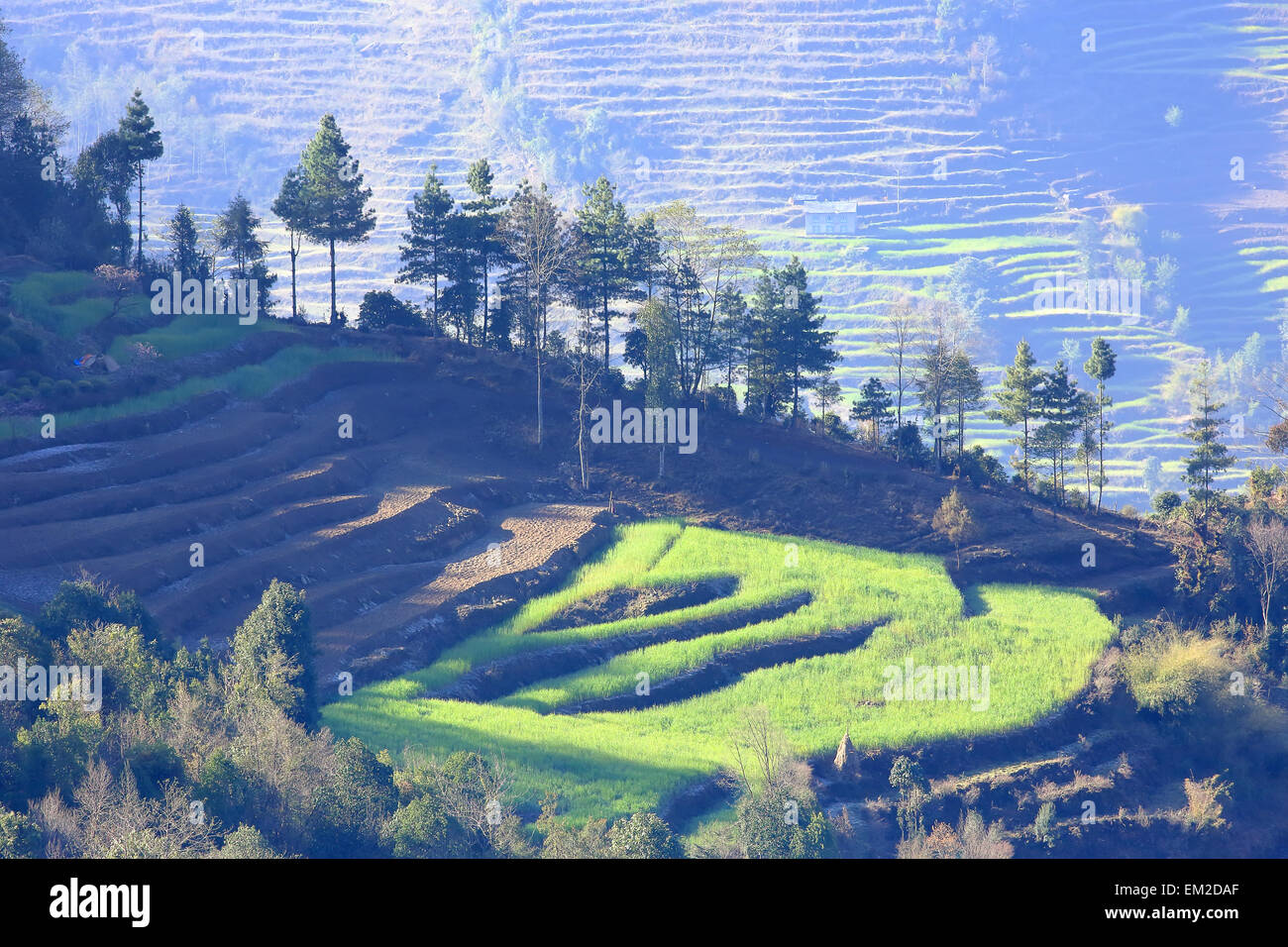 Nepal field hi-res stock photography and images - Alamy
