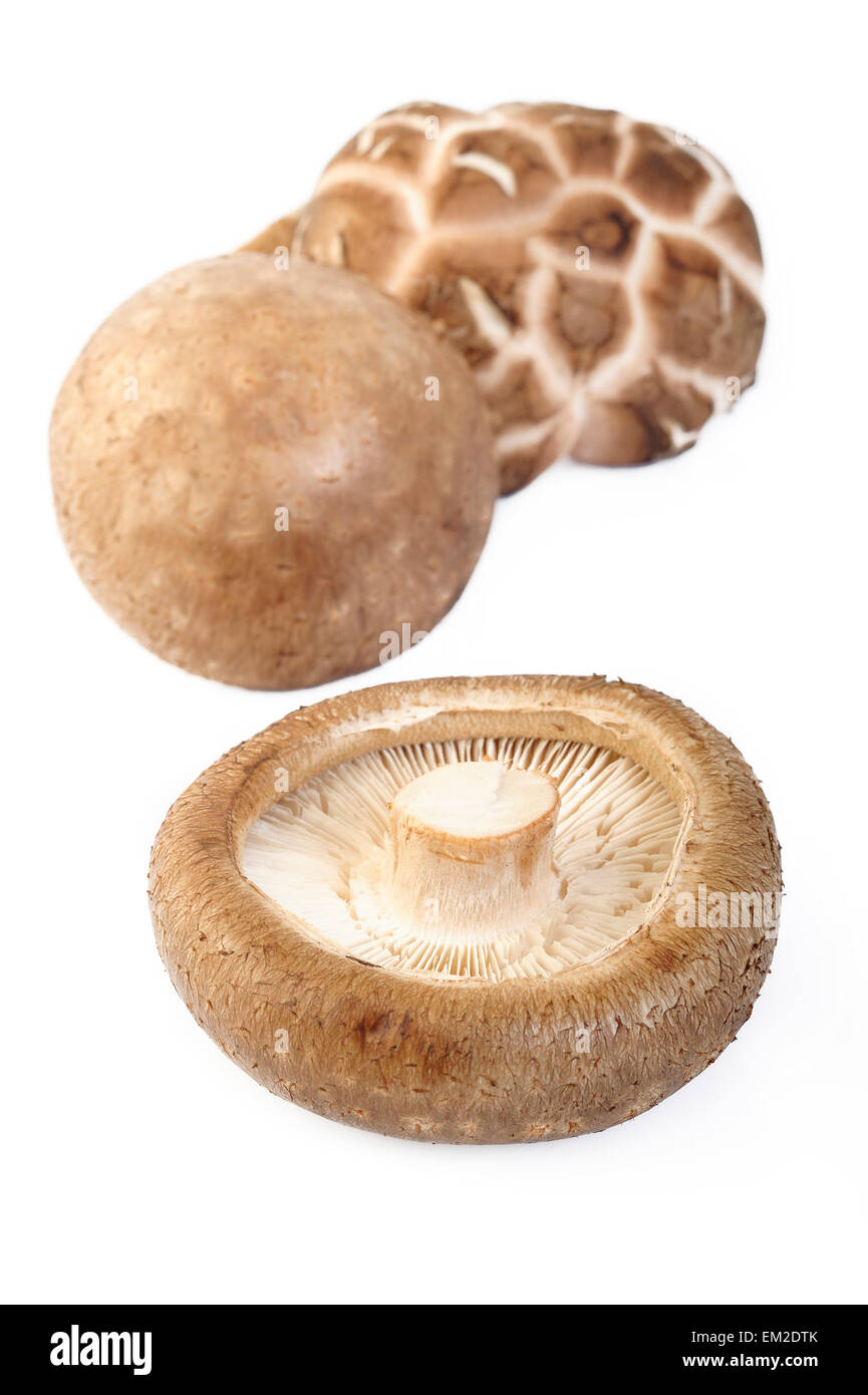 Fresh shiitake mushroom isolated on white background Stock Photo - Alamy