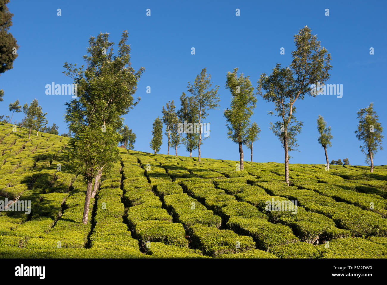 The Kolukkumalai Tea Estate, the worlds highest tea plantation, Munnar ...