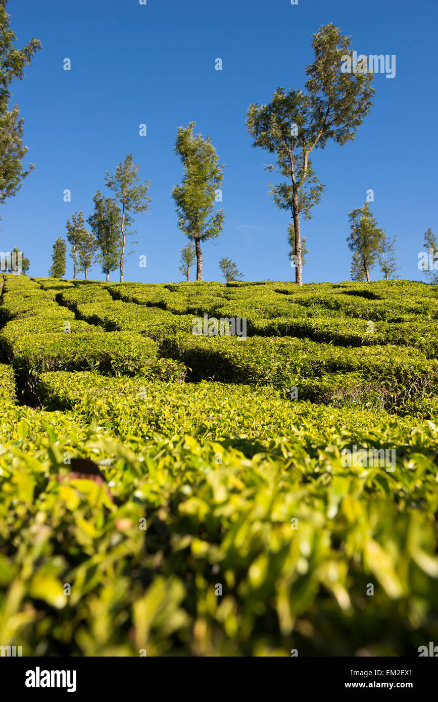 The Kolukkumalai Tea Estate, the worlds highest tea plantation, Munnar ...