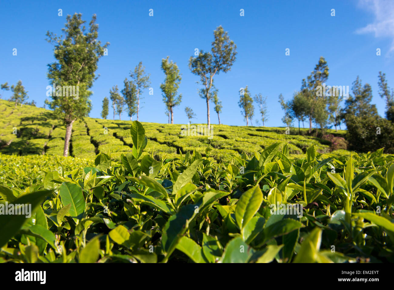The Kolukkumalai Tea Estate, the worlds highest tea plantation, Munnar ...