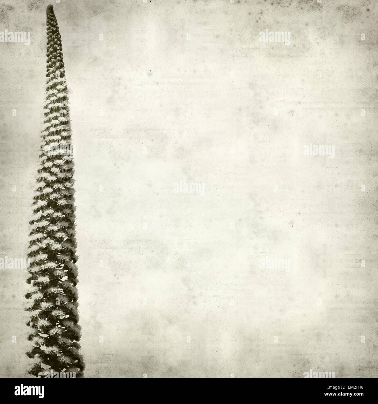 textured old paper background with flowering Echium simplex Stock Photo ...