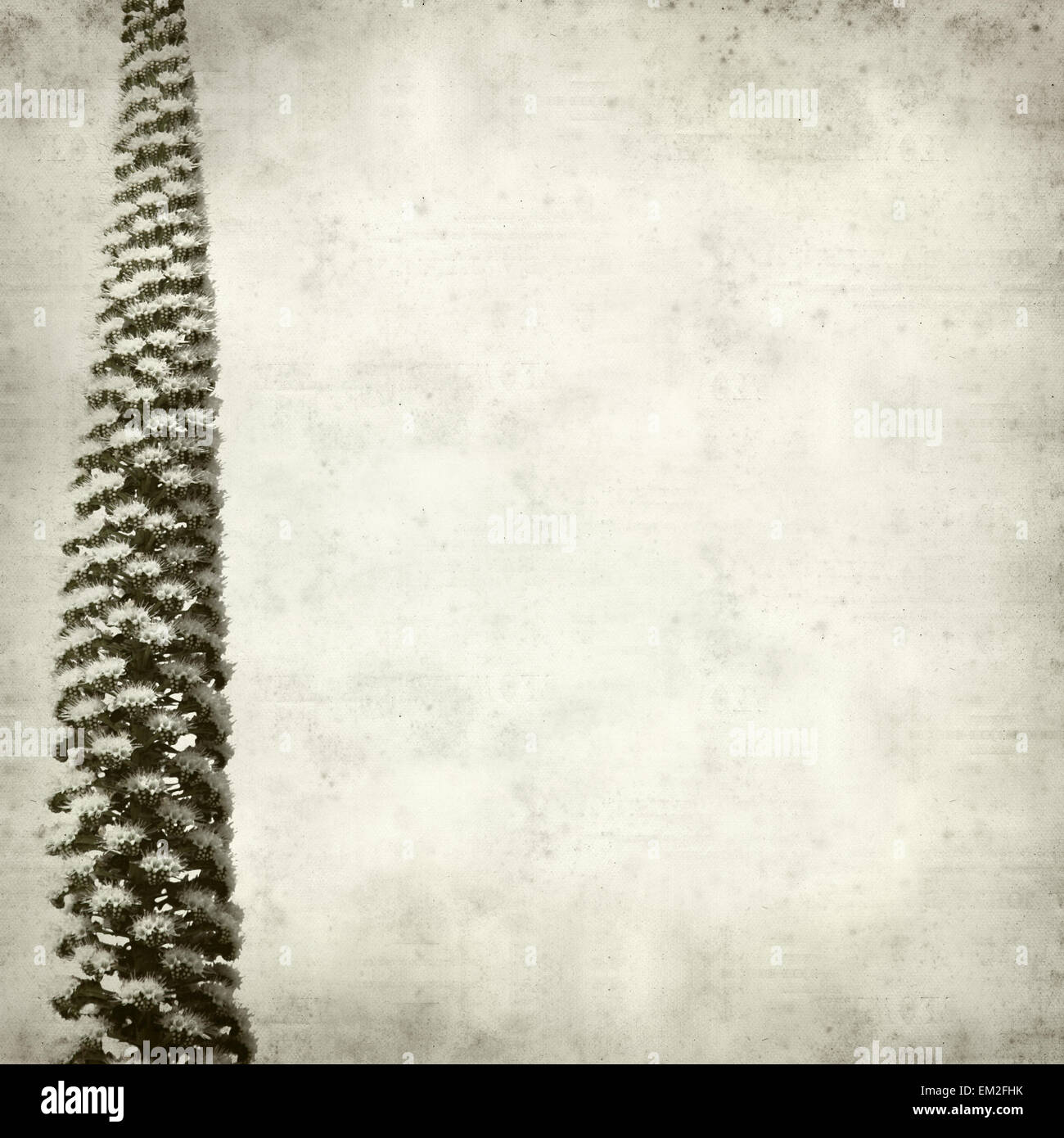 textured old paper background with flowering Echium simplex Stock Photo ...
