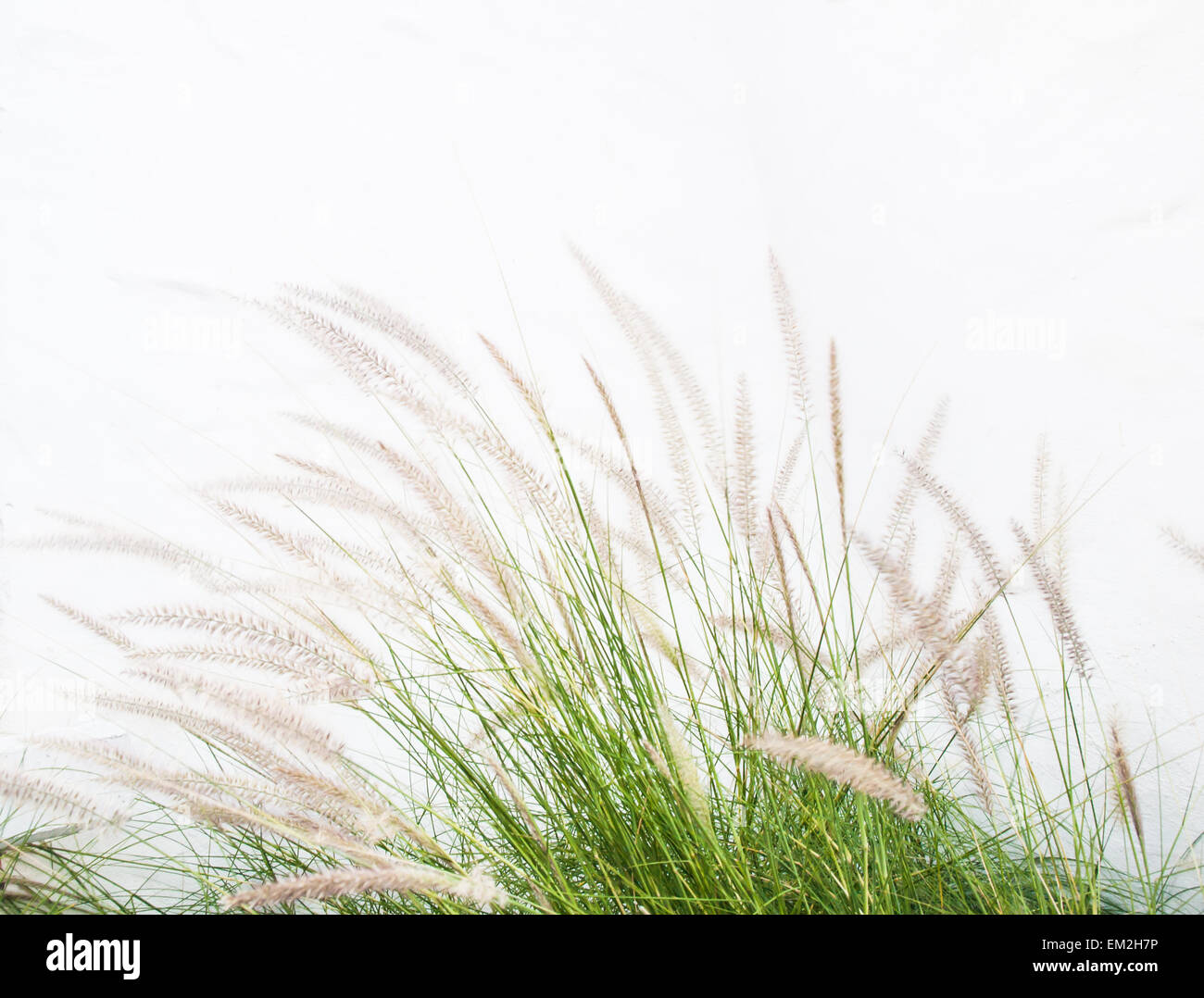 reeds of grass isolated on white background Stock Photo - Alamy