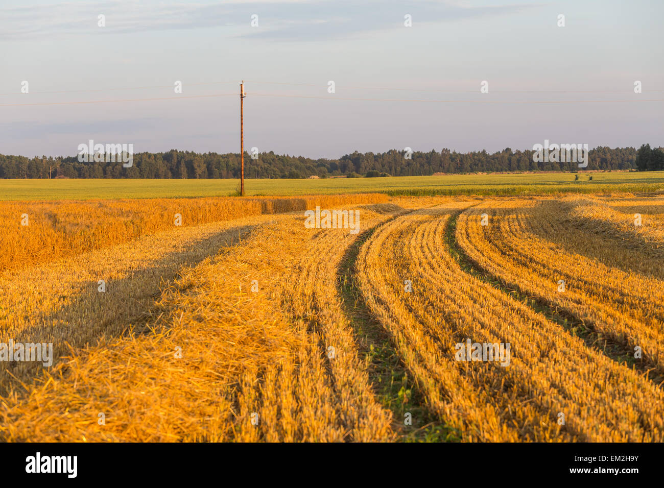 Summer landscape with farm fields during sunset Stock Photo - Alamy