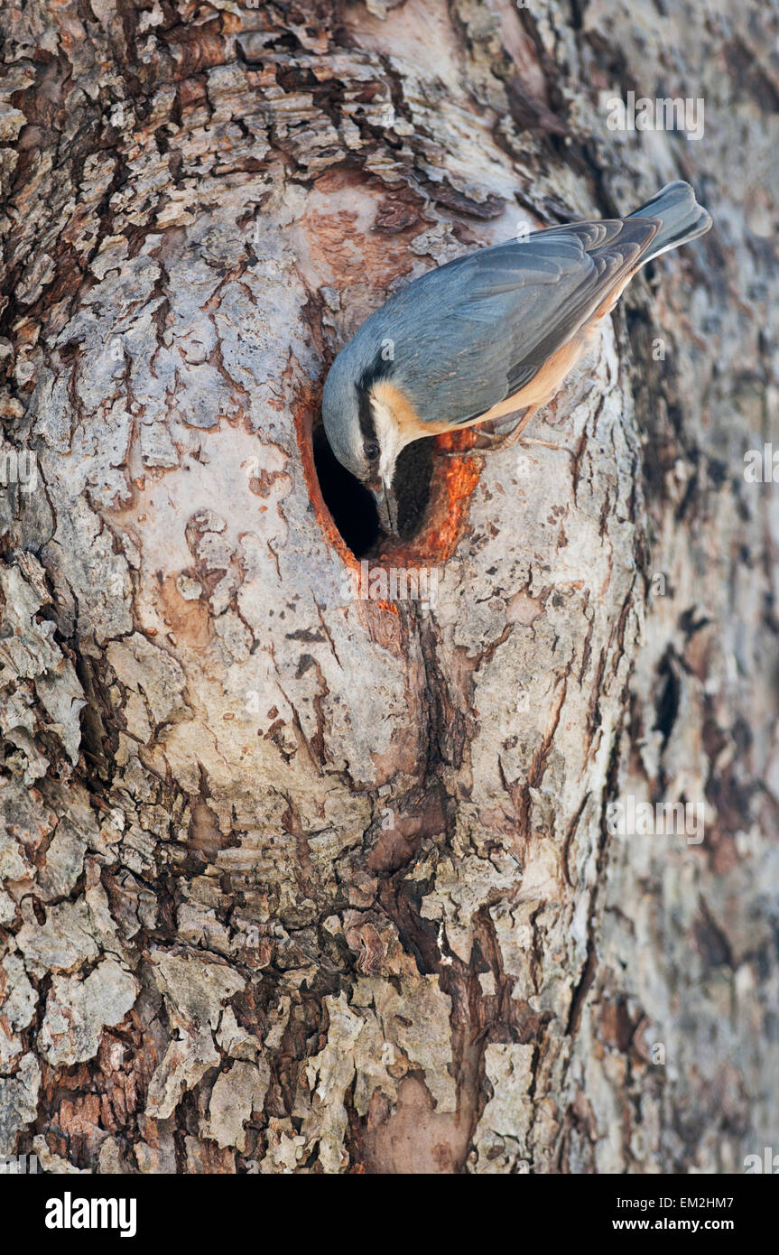 Nuthatch (Sitta europaea) building breeding burrow, Tyrol, Austria ...