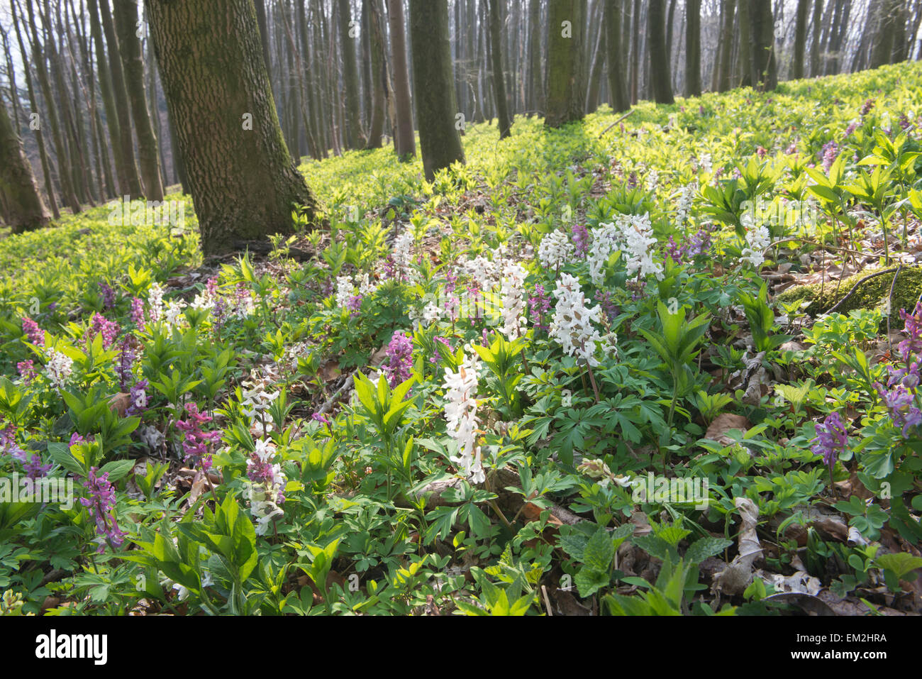 White corydalises hi-res stock photography and images - Alamy