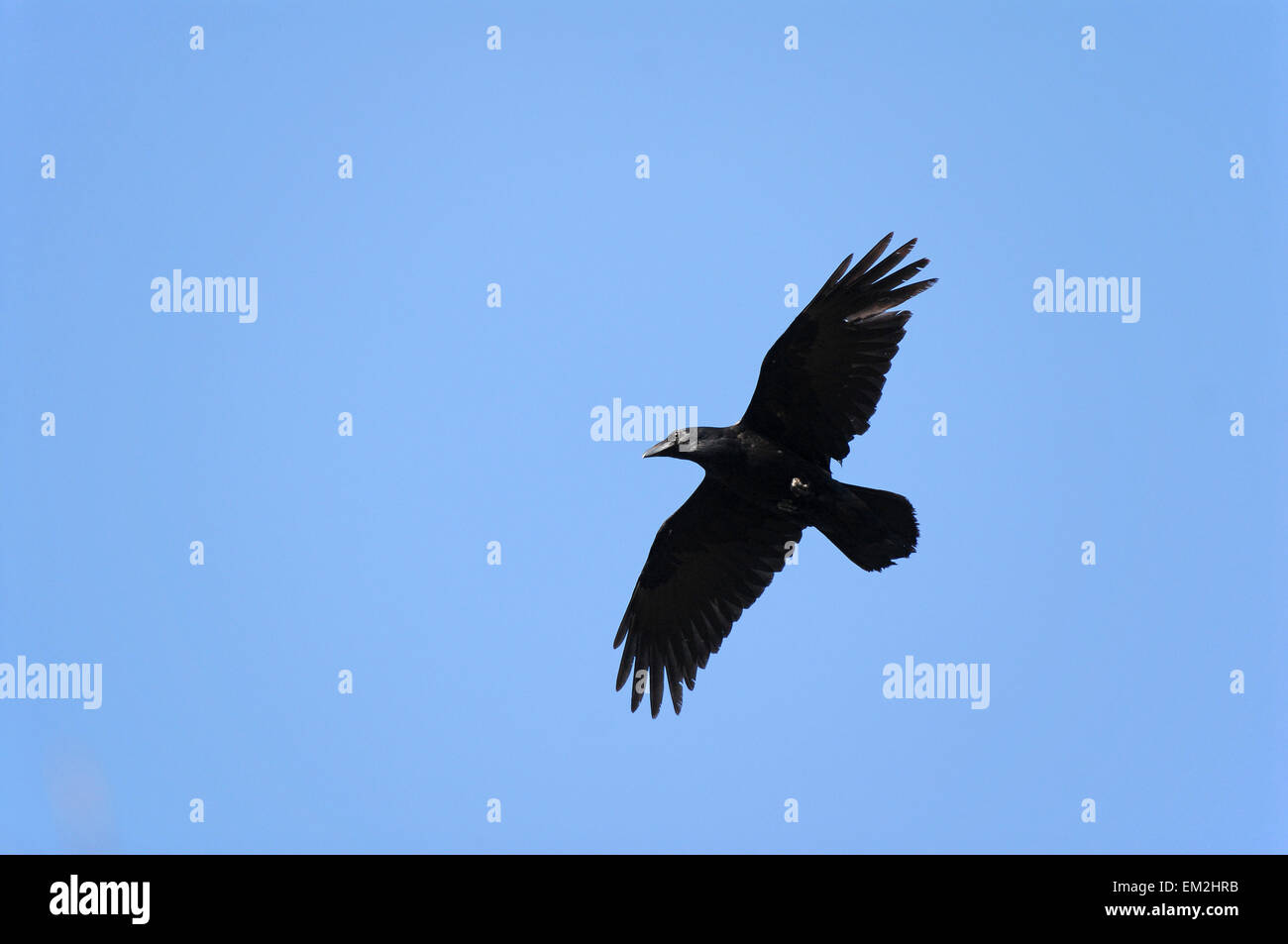 Common raven in full flight hi-res stock photography and images - Alamy
