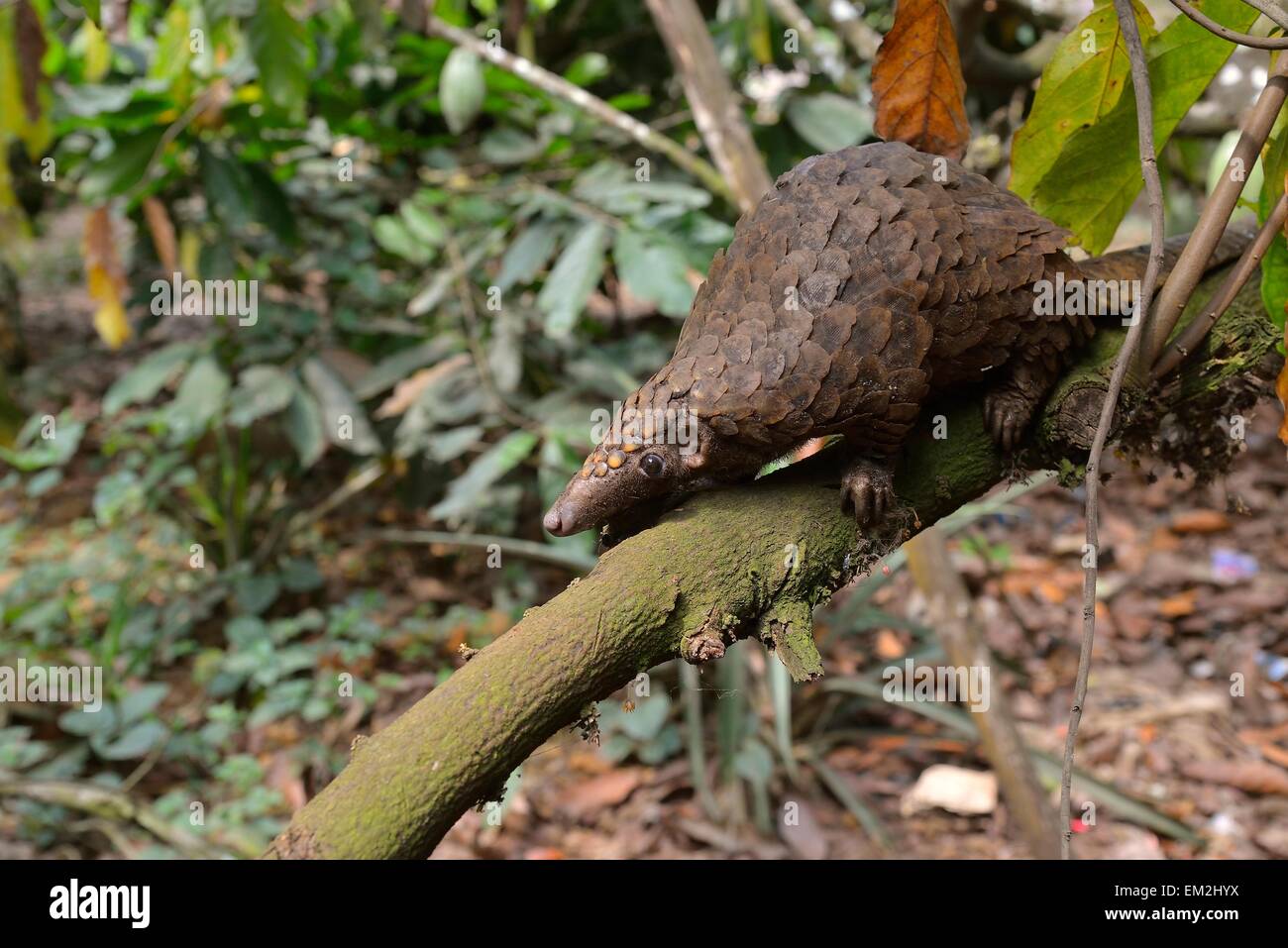 Long tailed pangolin phataginus tetradactyla mangamba hi-res stock ...