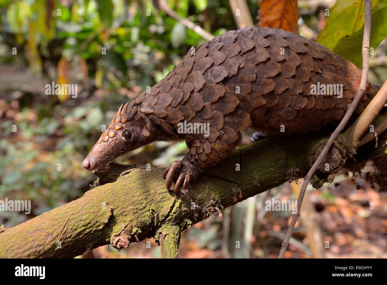 Long-tailed pangolin (Phataginus tetradactyla), Mangamba, Littoral ...