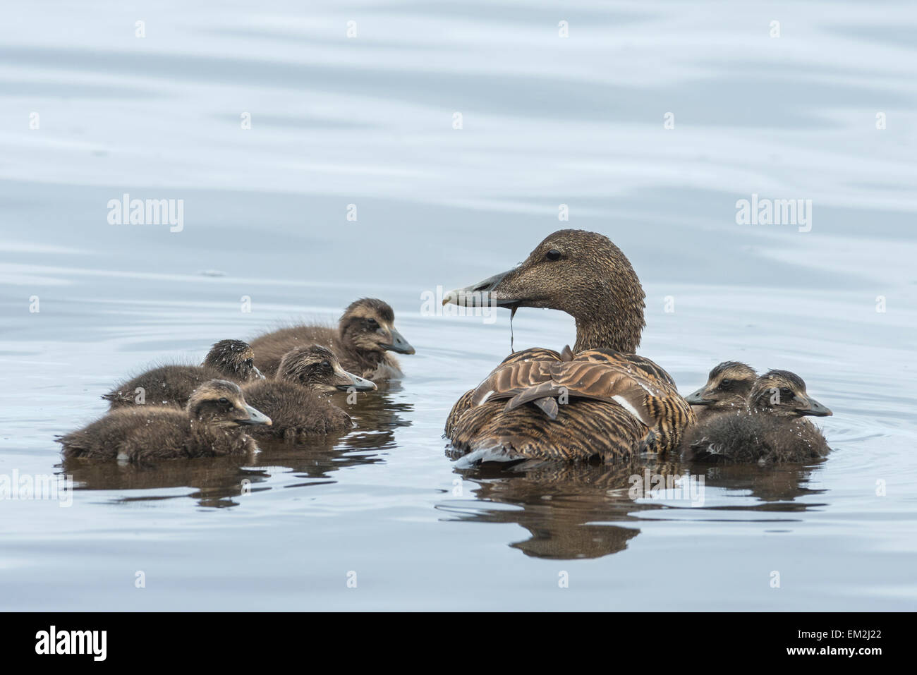 Eider ducks (Somateria mollissima), female with chicks, Møre og Romsdal ...