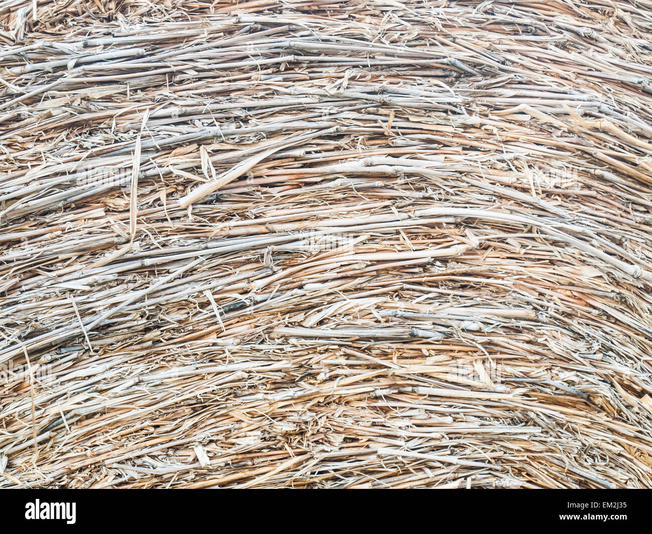 Closeup of hay background Stock Photo - Alamy
