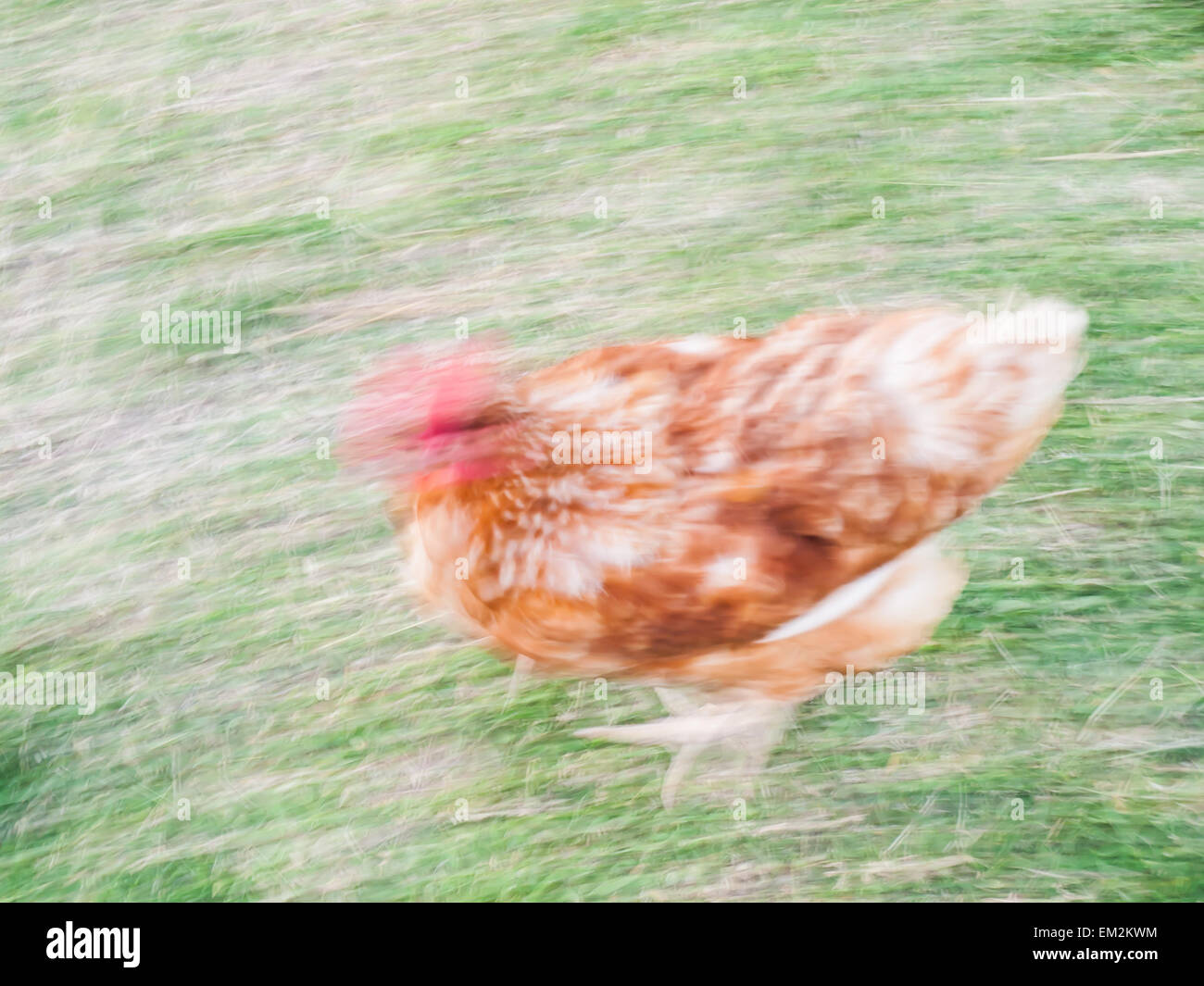 Free range chicken running on a grass lawn blur movement Stock Photo ...