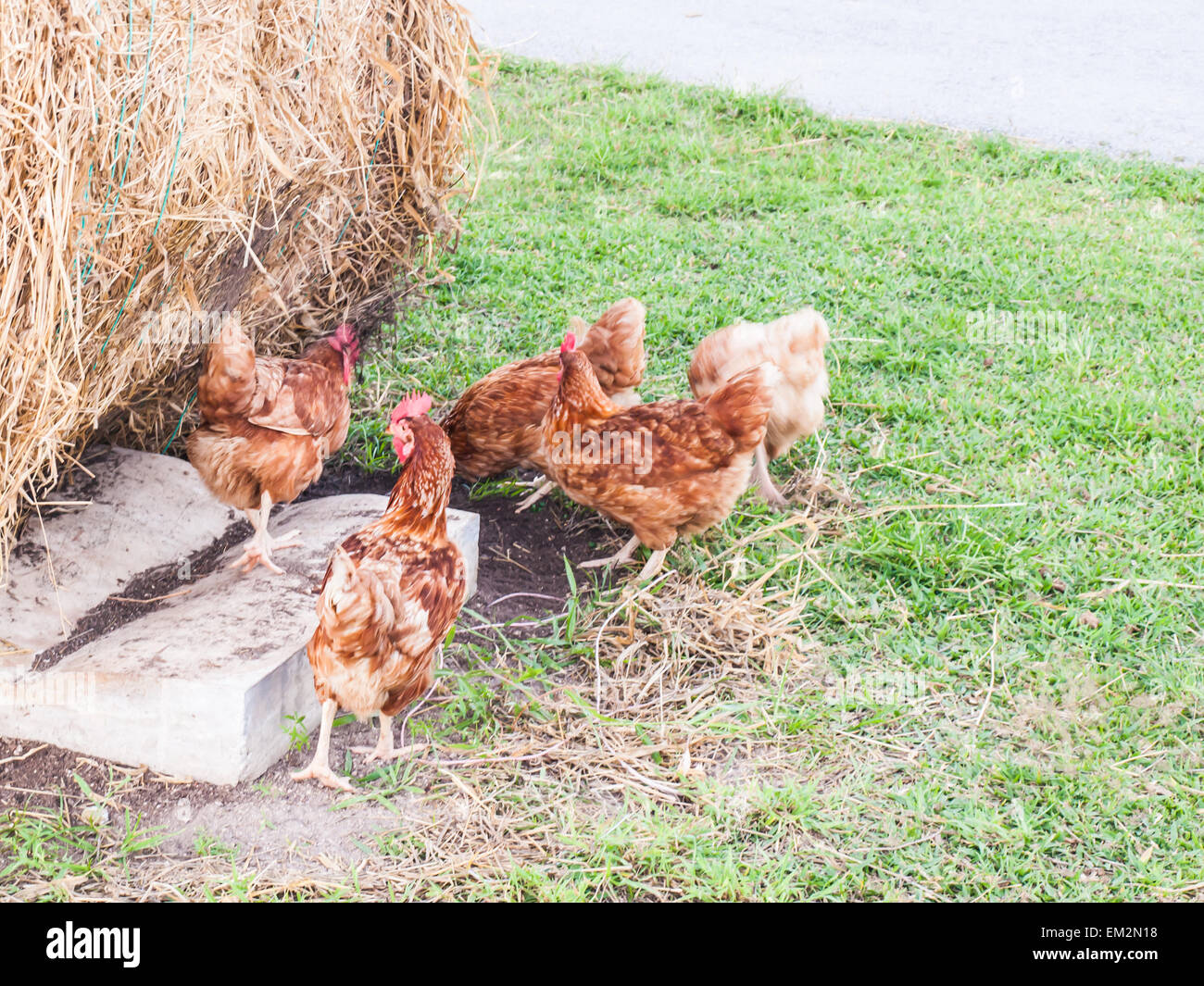 Free range chickens on a lawn pecking the ground Stock Photo - Alamy