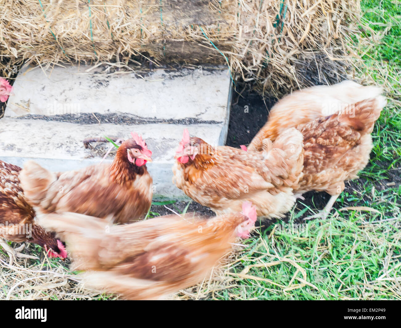 Free range chickens on a lawn pecking the ground- blur movement Stock ...