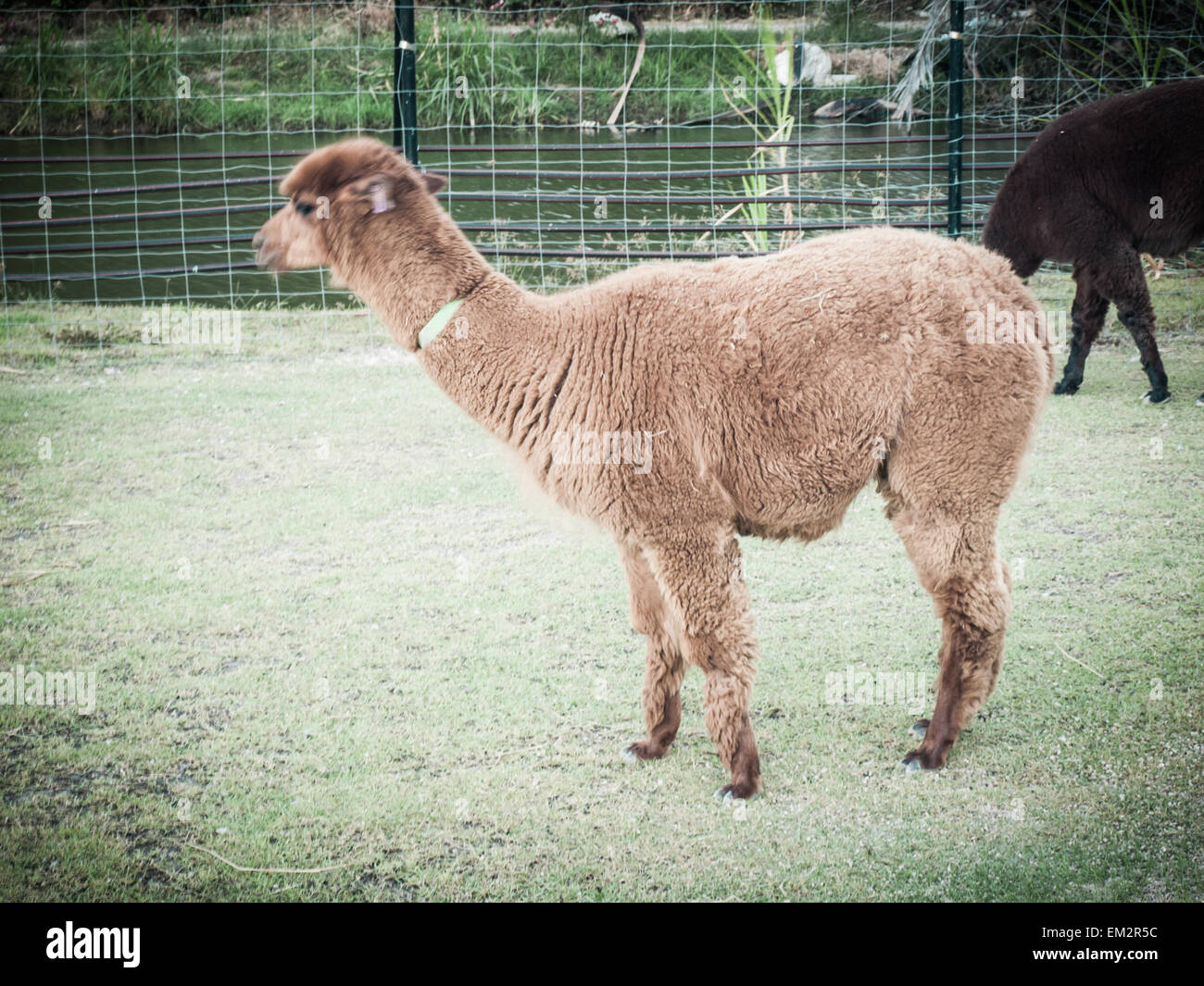 brown alcapa in farm in retro style Stock Photo - Alamy