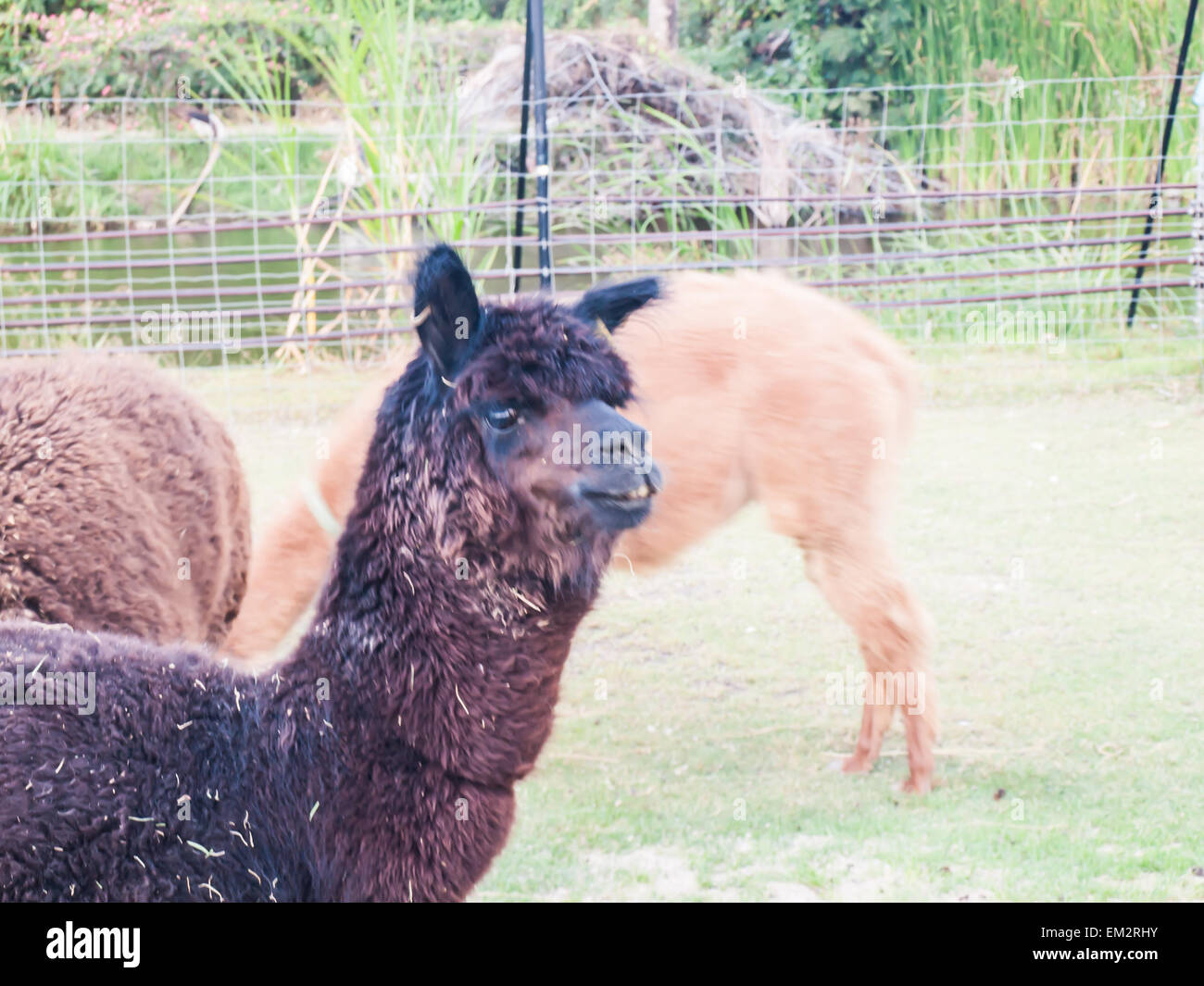 black alcapa in farm Stock Photo - Alamy